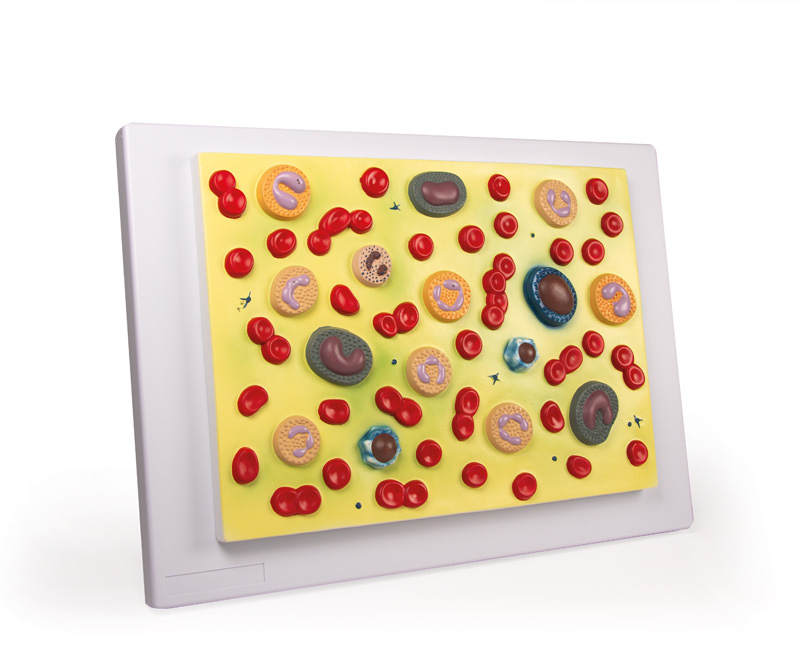 Machetă Celule sanguine umane - Compoziția sângelui