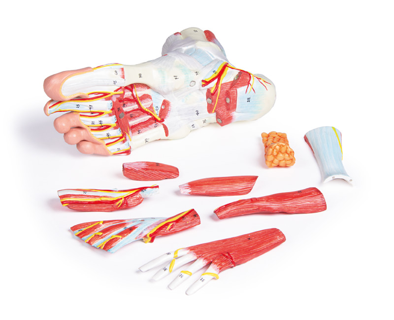 Machetă - Anatomia Piciorului, 9 Părți