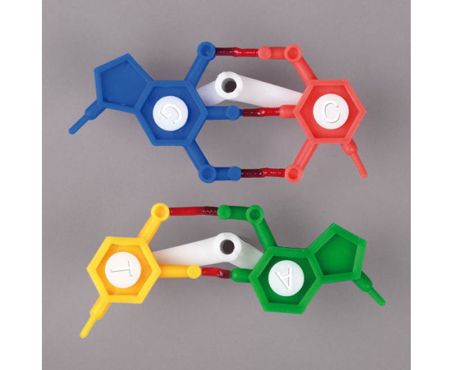 Machetă - Spirala ADN