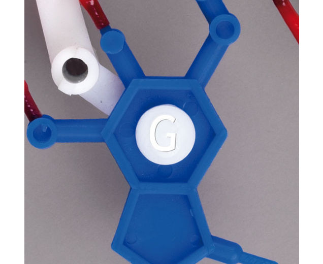 Machetă - Spirala ADN