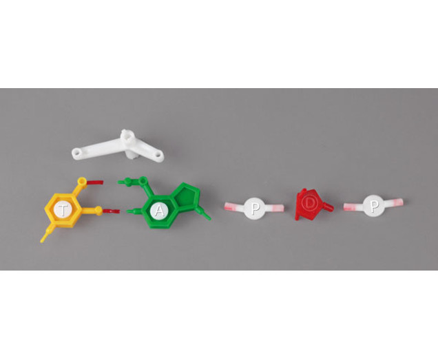 Machetă - Spirala ADN