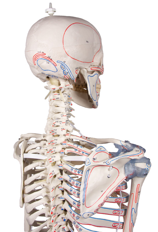 Schelet uman în mărime naturală - Coloană vertebrală mobilă