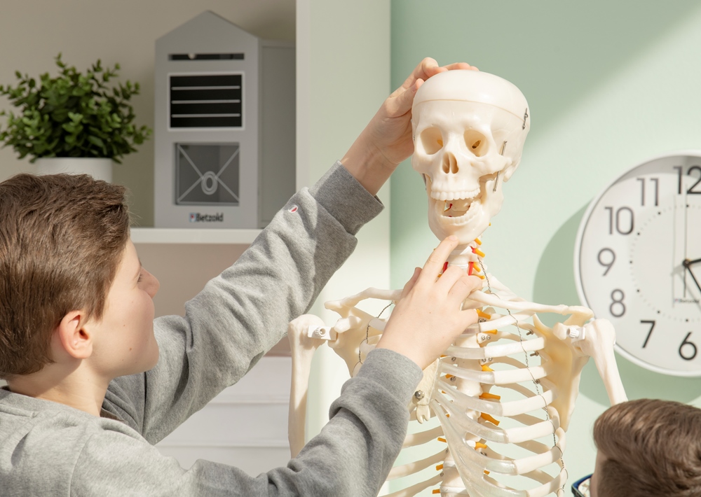 Schelet uman în mărime naturală Betzold