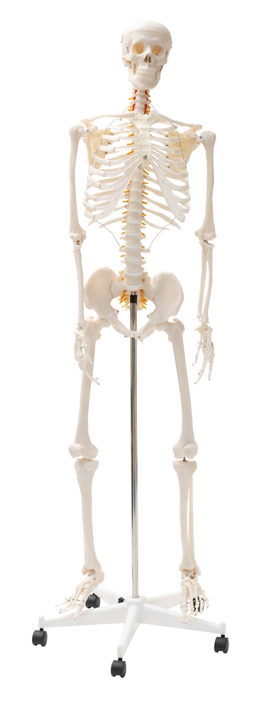 Schelet uman în mărime naturală Betzold