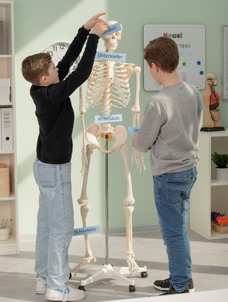 Schelet uman în mărime naturală Betzold