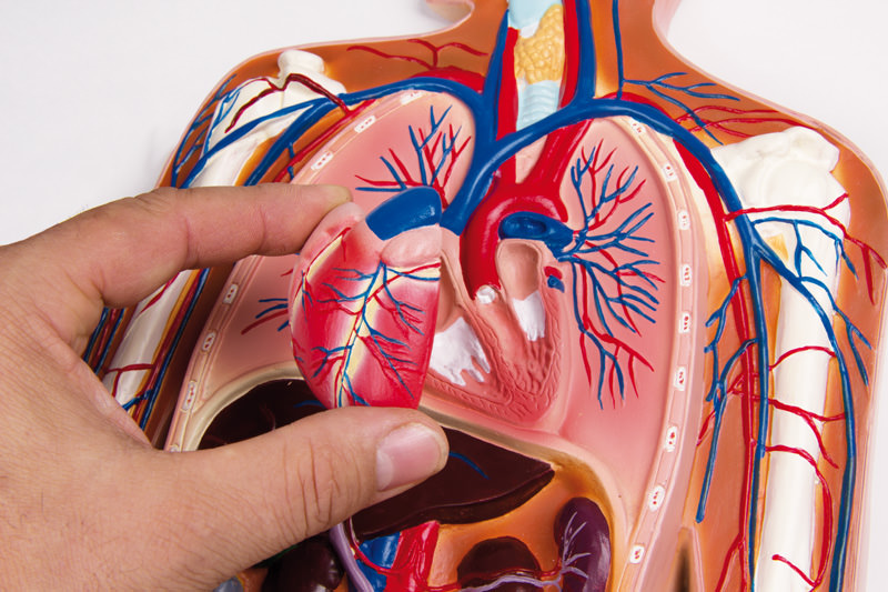Machetă Sistemul Circulator - Model anatomic în relief