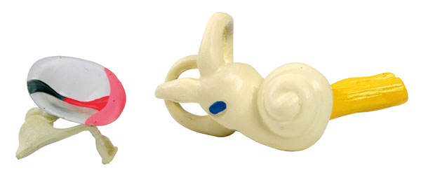 Ureche umană - Model anatomic