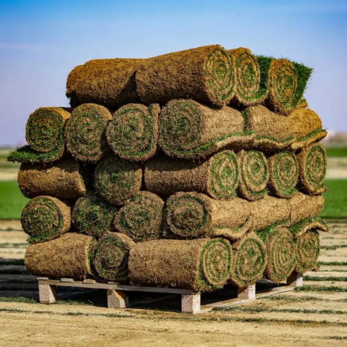 Gazon Rulouri Royal Seceta OxyGazon | Hectarul.ro