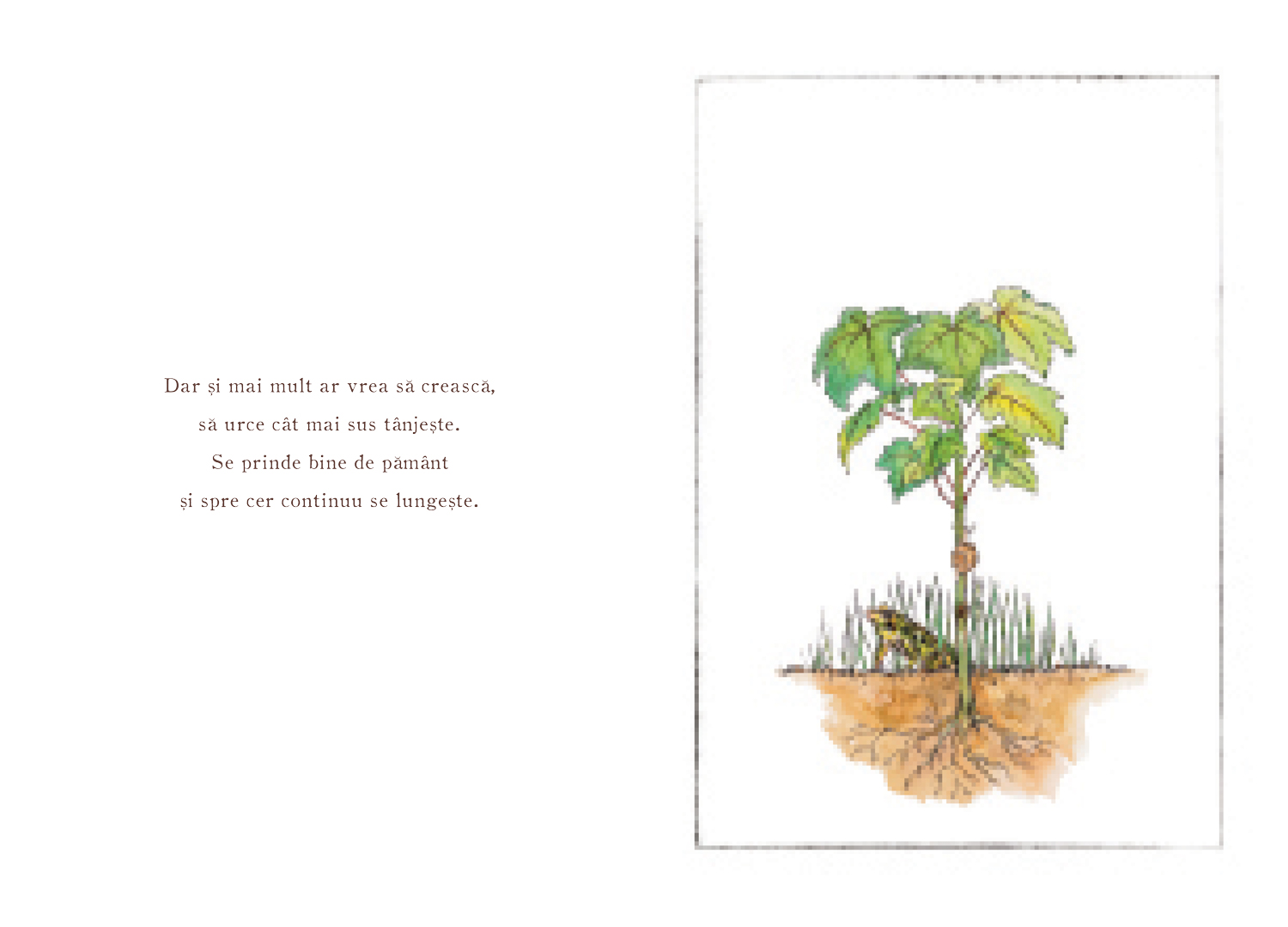 Totul incepe cu o samanta - -Editura DPH