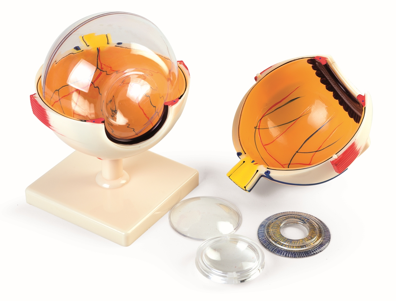 Anatomie Mulaj Ochiul - model anatomic 241153 Omfal Educational