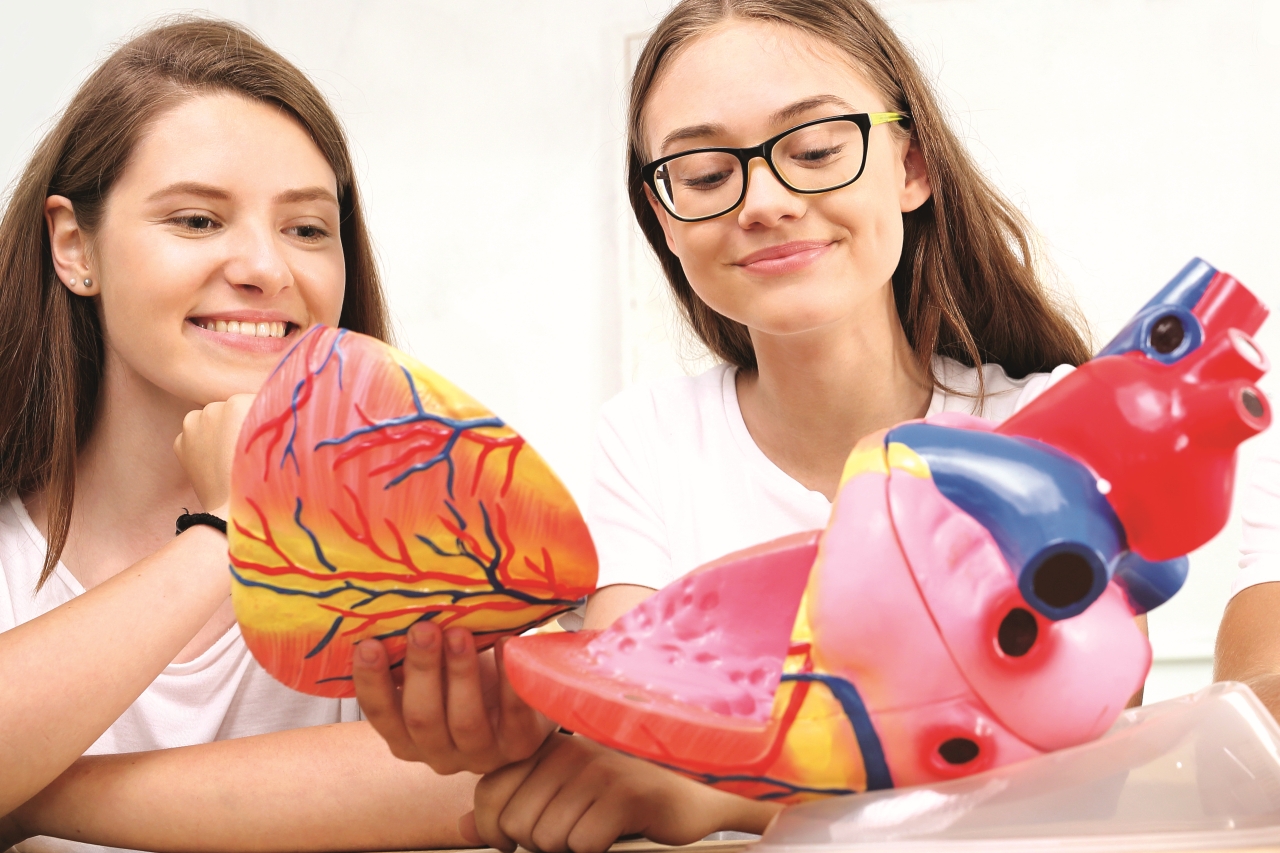 Anatomie Mulaj Inima - model anatomic 241155 Omfal Educational