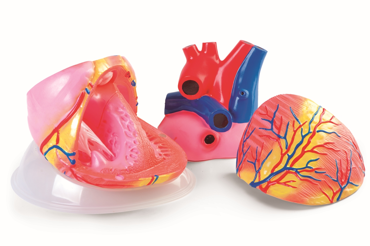 Anatomie Mulaj Inima - model anatomic 241155 Omfal Educational