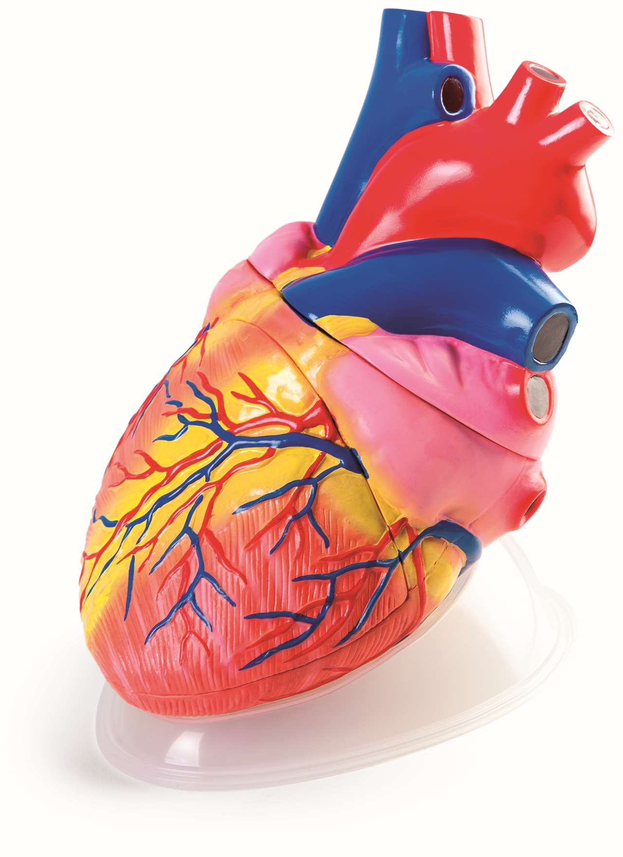 Anatomie Mulaj Inima - model anatomic 241155 Omfal Educational