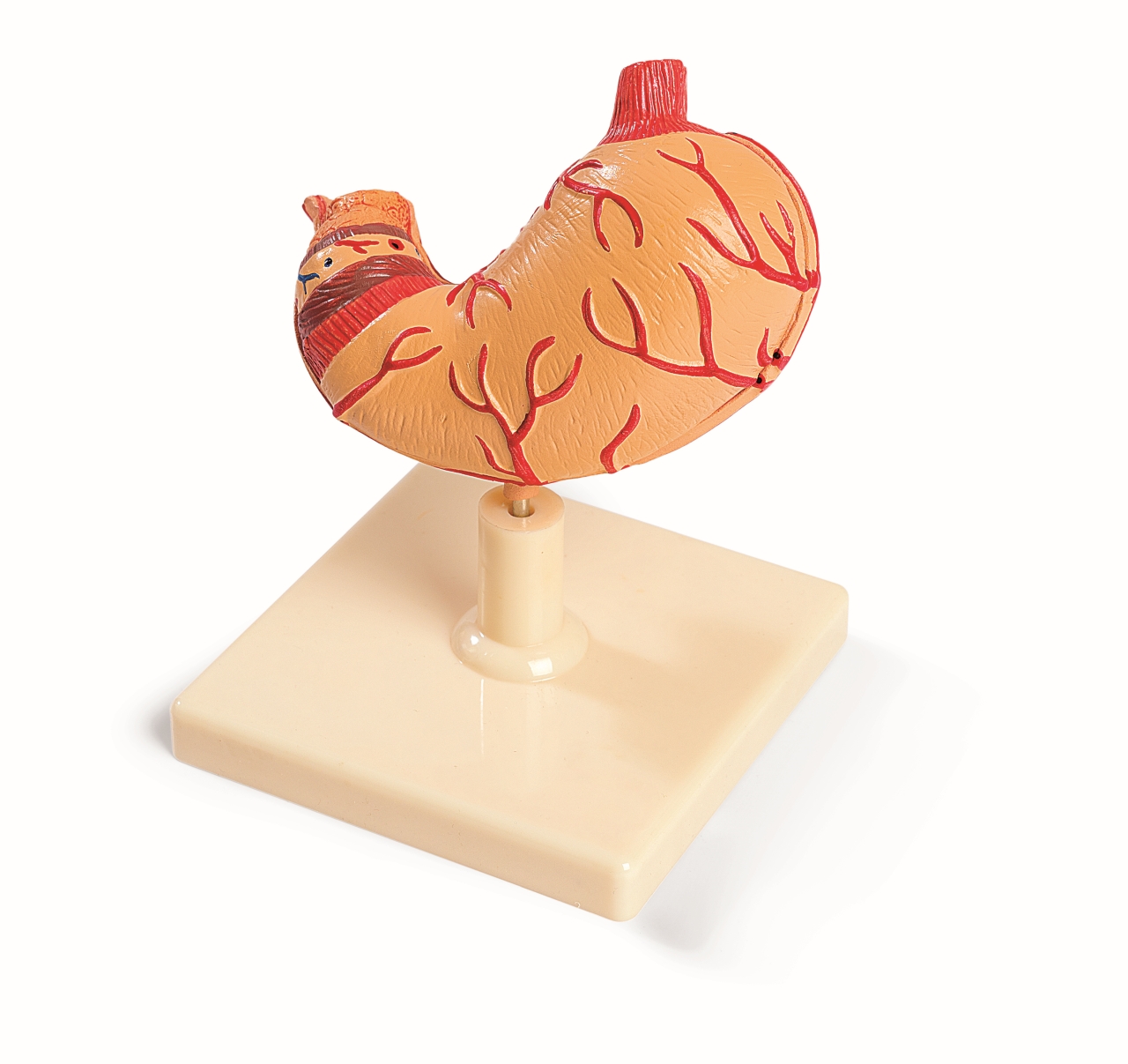 Anatomie Mulaj Stomacul uman - model anatomic 241170 Omfal Educational
