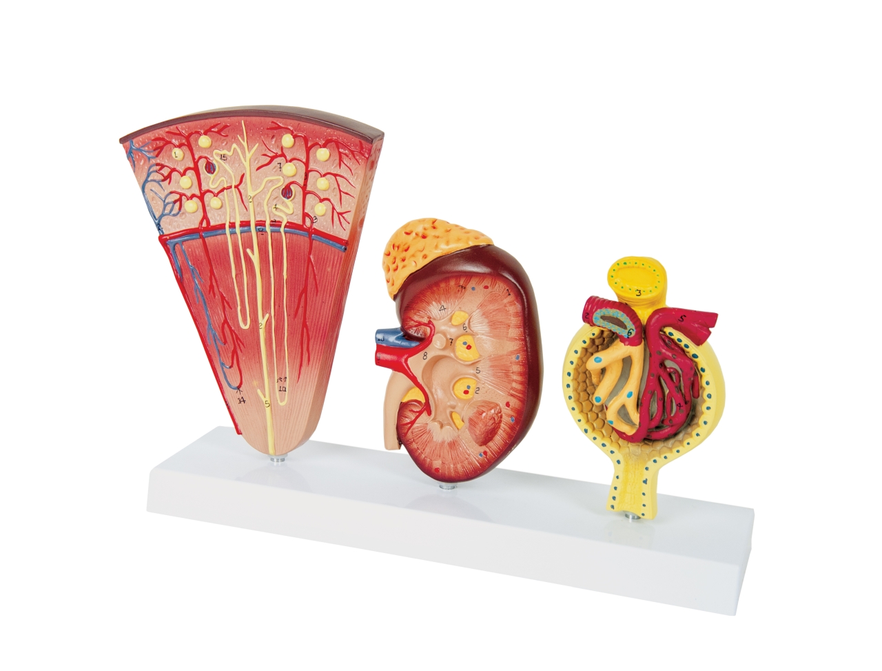 Anatomie Model rinichi, glomer si nefroa 241583 Omfal Educational