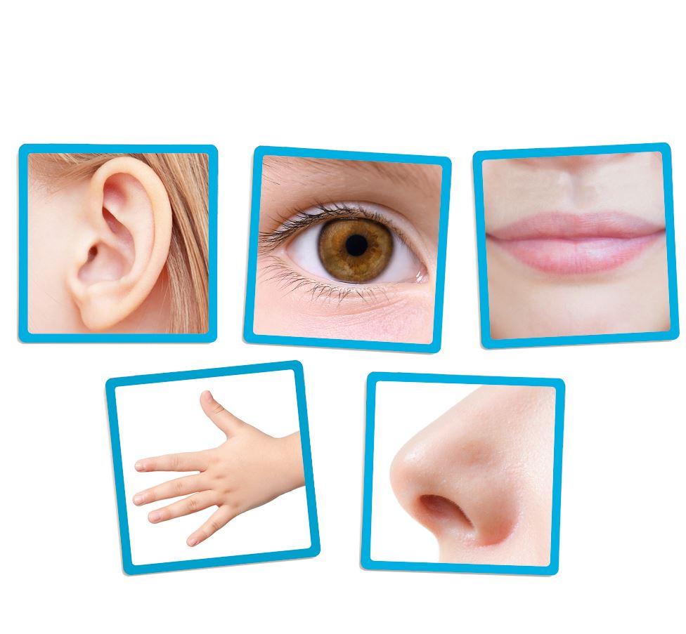 Jocuri senzoriale Simturile 150020 Omfal Educational