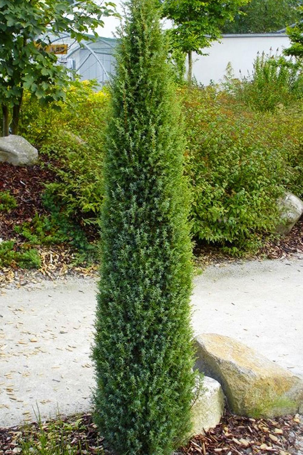 Columnare Ienupar Arnold Juniperus communis Arnold PepinieraMizil.ro