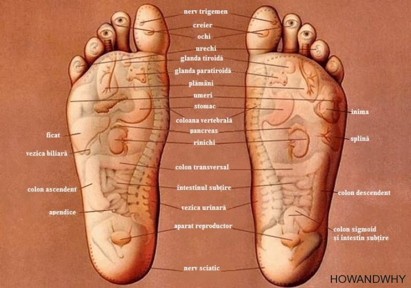 Talpa piciorului și organele interne