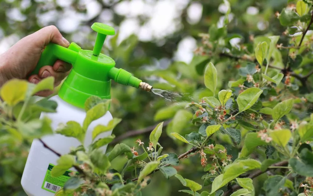 Importanța tratamentelor fitosanitare pentru combaterea bolilor și dăunătorilor în culturile ...