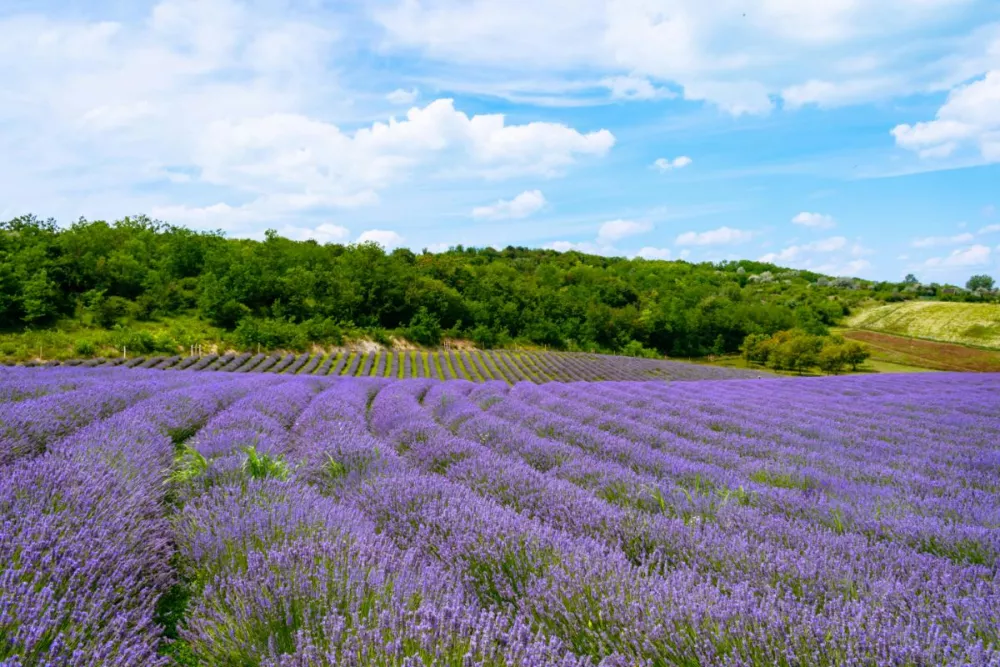 Cum se plantează lavanda: ghidul tău de plantare, îngrijire și ...