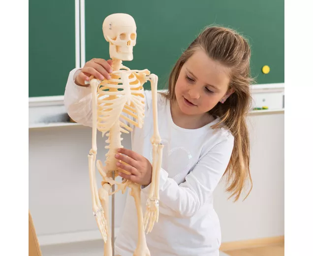 Kit de biologie - Scheletul si corpul uman