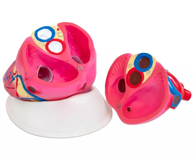 Machetă - Inimă, 32 x 26 x 22 cm | Editura Diana