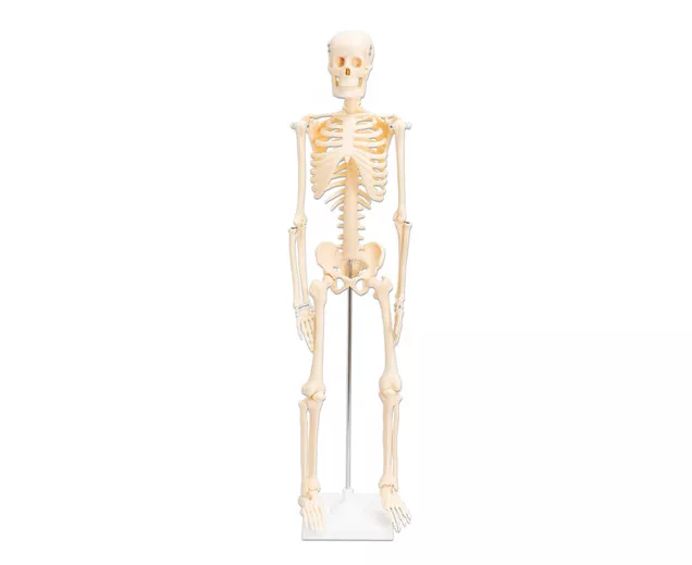 Machetă - Schelet uman, 80 cm