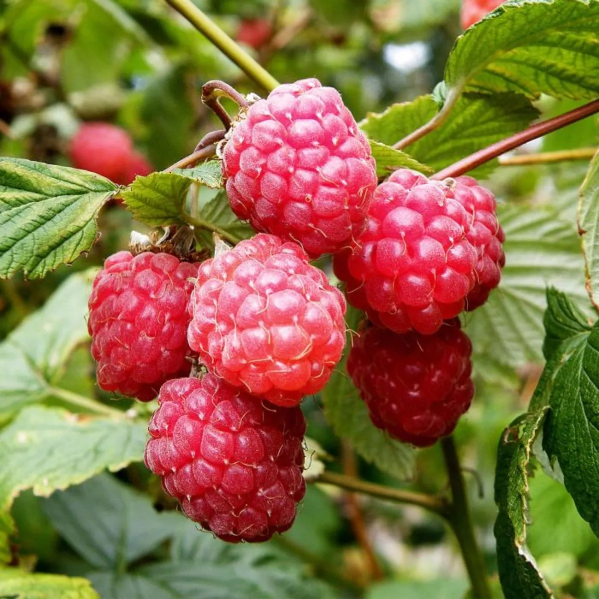 Butasi Butas de zmeur, GLEN AMPLE, 1 bucata HCTG02094 Hollan...