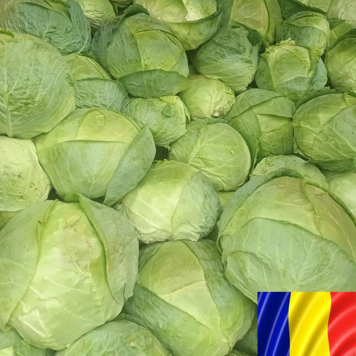 Seminte romanesti de varza de BUZAU, 10gr, SCDL Buzau | Hectarul.ro