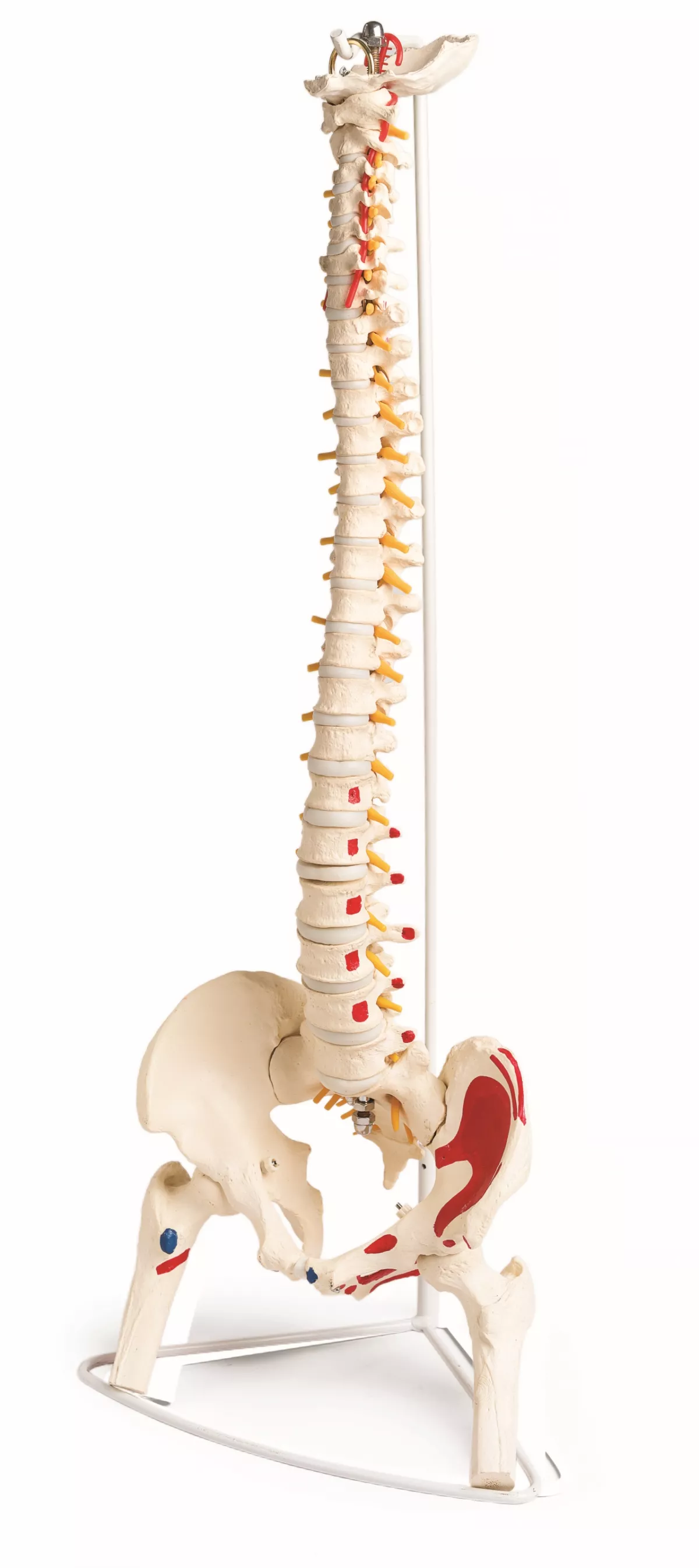 Anatomie Model Coloana vertebrala din plastic 241132 Omfal Educational