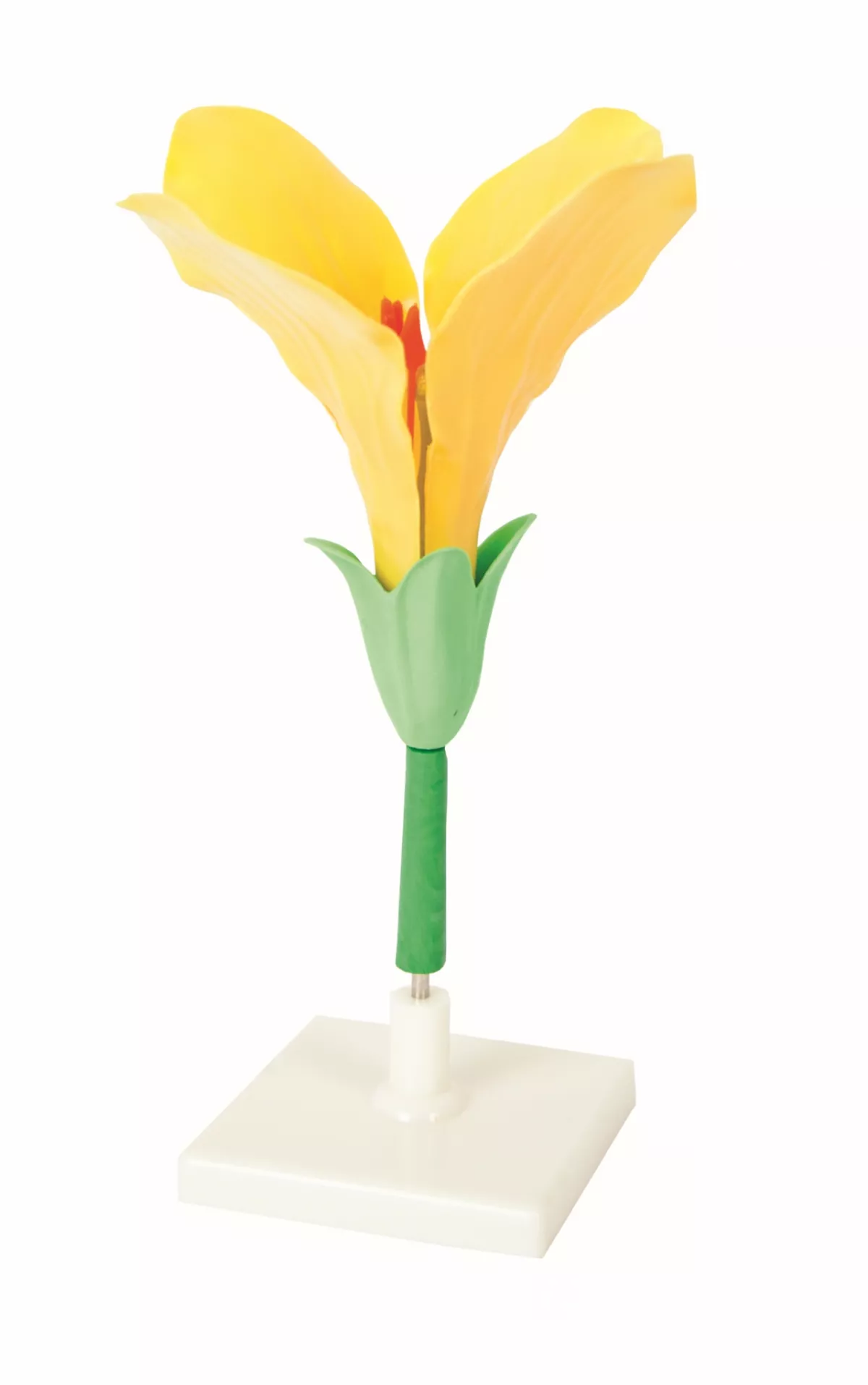 Biologie Mulaj floare 241140 Omfal Educational