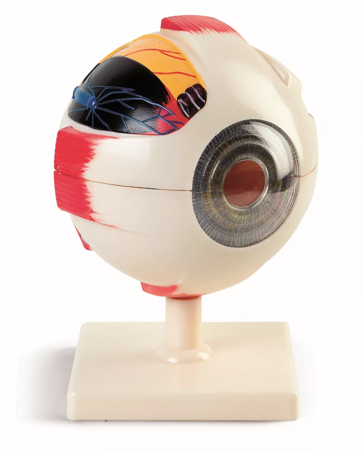 Anatomie Mulaj Ochiul - model anatomic 241153 Omfal Educational