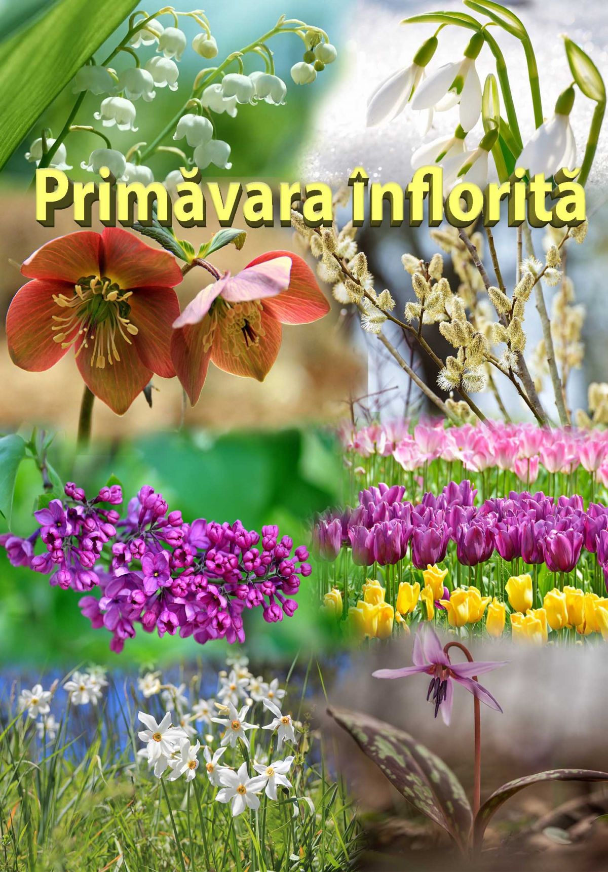 Mape didactice Mapa didactica Primavara inflorita 250078 Omfal Educational