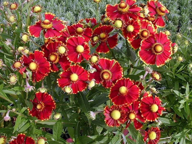 Plante perene Helenium autumnale Helena Red Shades Pepiniera...