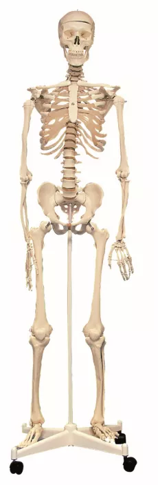 Mulaj corpul uman, mulaj craniu, schelet anatomie | Omfal Educational