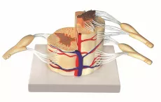Mulaj corpul uman, mulaj craniu, schelet anatomie | Omfal Educational