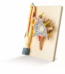 Mulaj corpul uman, mulaj craniu, schelet anatomie | Omfal Educational