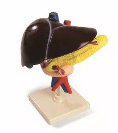 Mulaj corpul uman, mulaj craniu, schelet anatomie | Omfal Educational