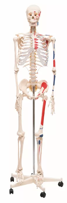 Mulaj corpul uman, mulaj craniu, schelet anatomie | Omfal Educational