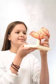 Mulaj corpul uman, mulaj craniu, schelet anatomie | Omfal Educational