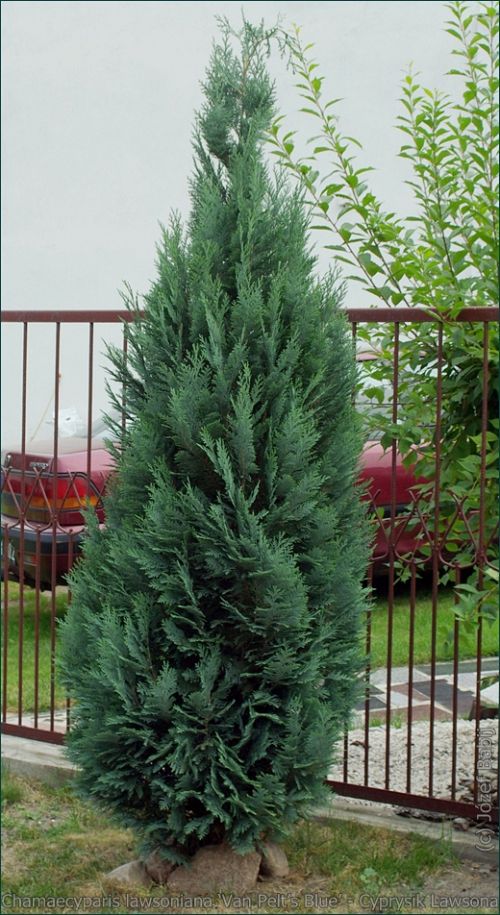 pepinieramizil.ro - creste impreuna cu noi gradina visata ...