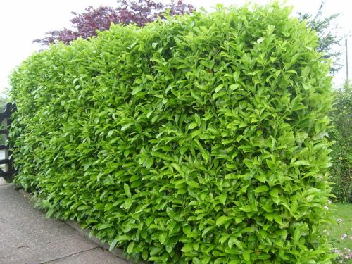 pepinieramizil.ro - creste impreuna cu noi gradina visata ...