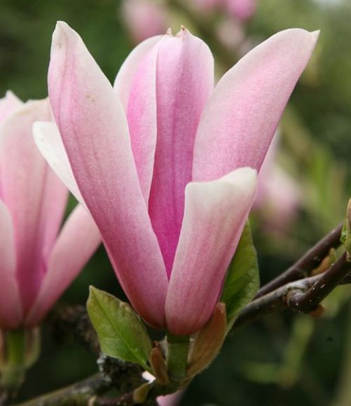 pepinieramizil.ro - creste impreuna cu noi gradina visata ...