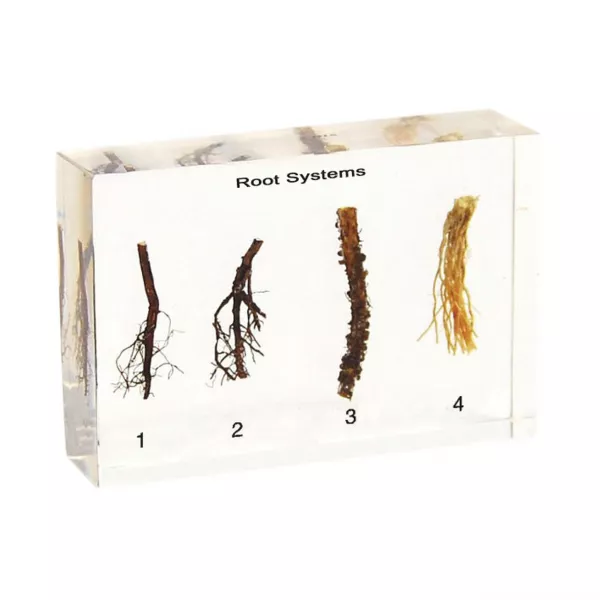 Biologie Model 4 radacini 241584 Omfal Educational