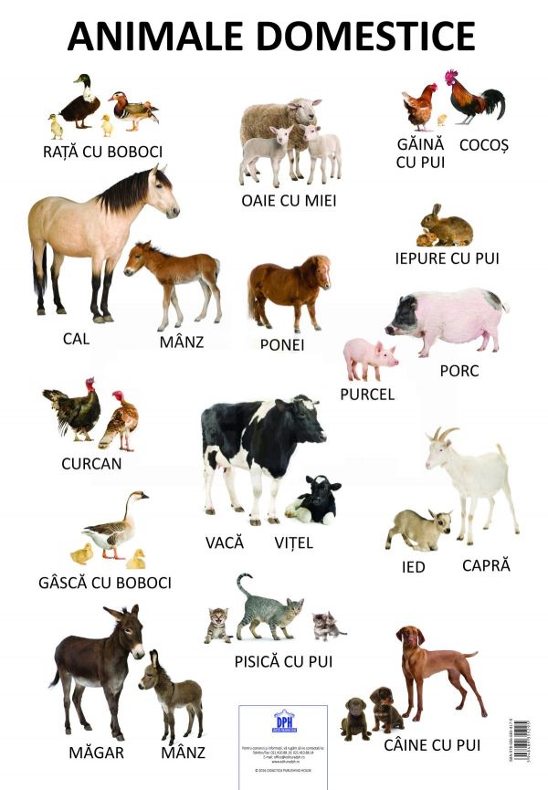 Planse didactice, Postere Plansa animale domestice 482041 Omfal Educational